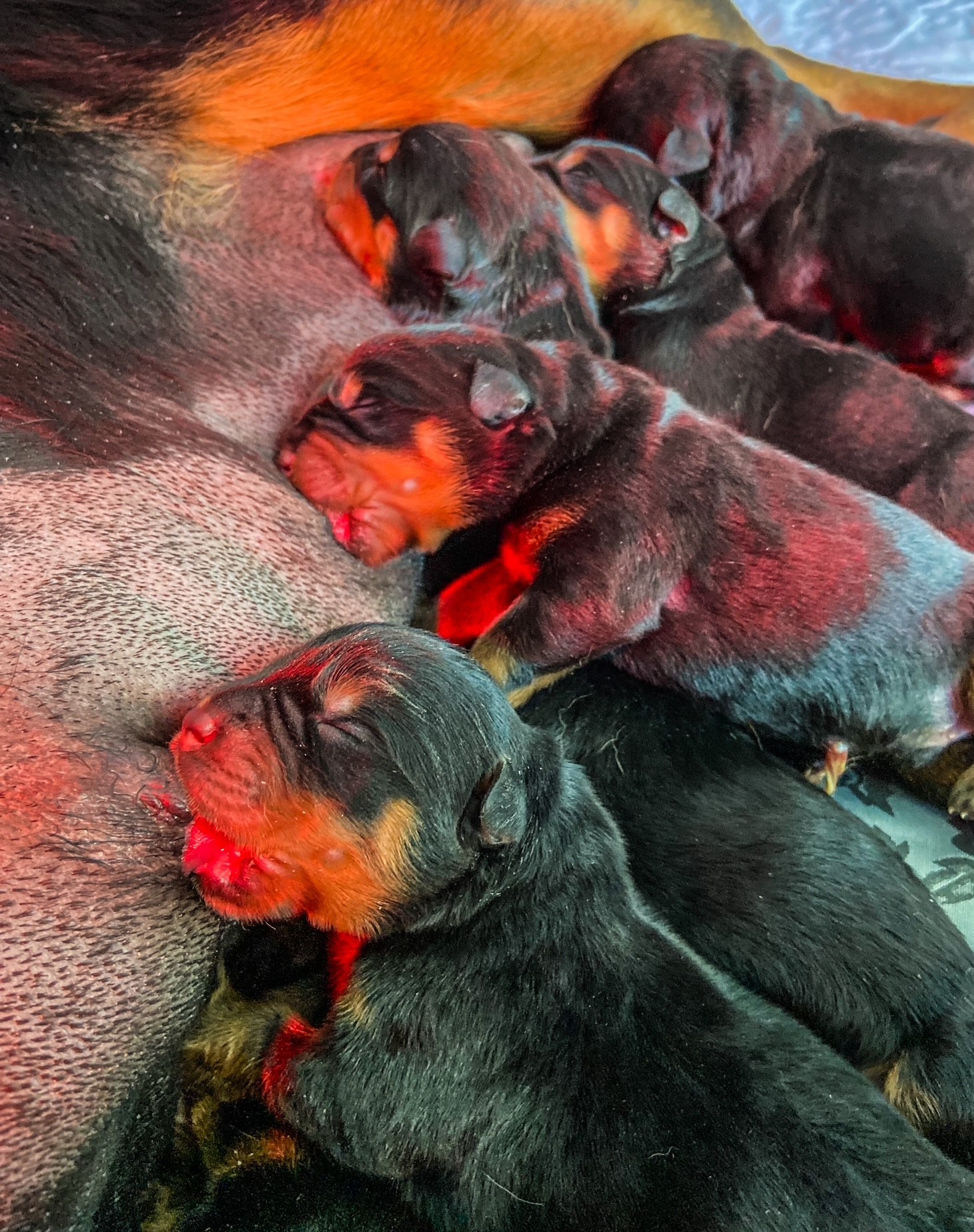 Stoney Plains Rottweilers